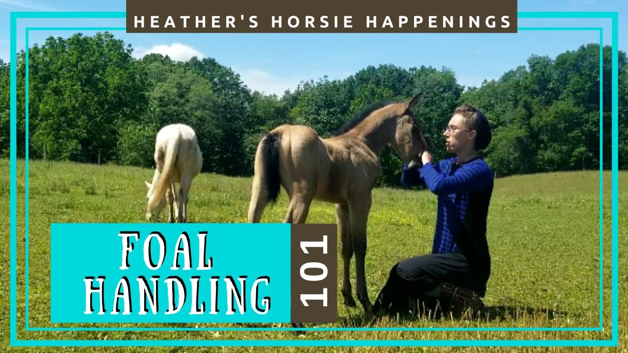 Basic Foal Handling 101