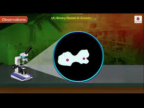 Binary Fission in Amoeba and Budding in Yeast | Biology Experiment | Grade 10