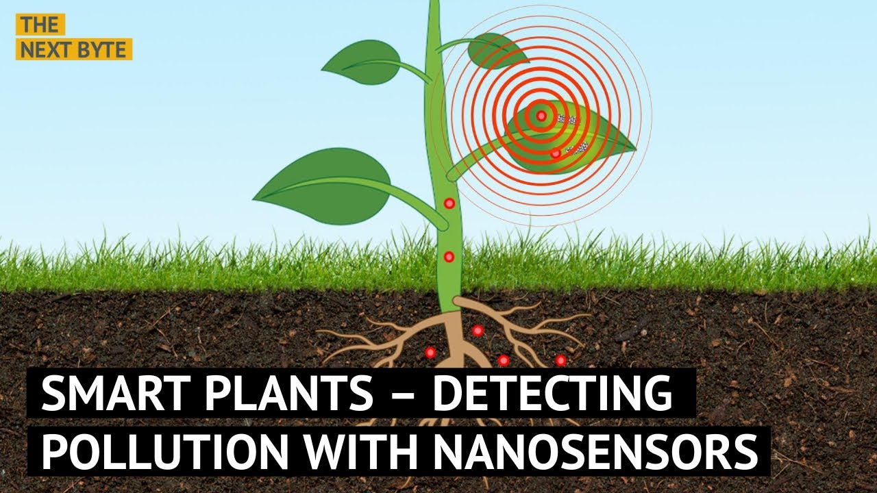 Smart Plants – Detecting Arsenic Pollution Using Plants with Nanosensors