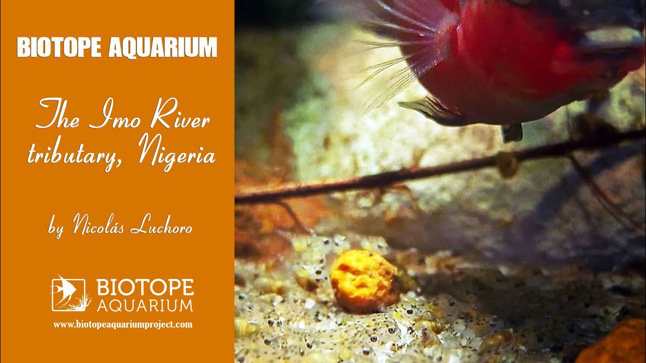 The Imo River tributary, Nigeria – BAP