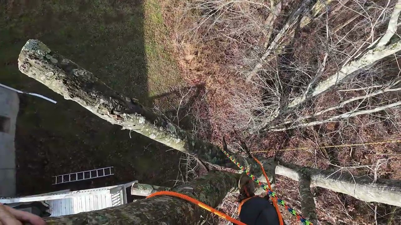 oak lead removal