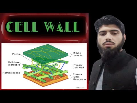 Cell wall/ Definition/ structure/ composition/signifance /. Quality Education