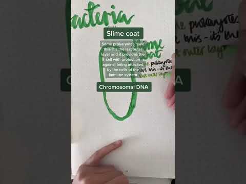 Learn this about #bacteria #cells | #science #studytips #studyhelp #revision #class #aesthetic