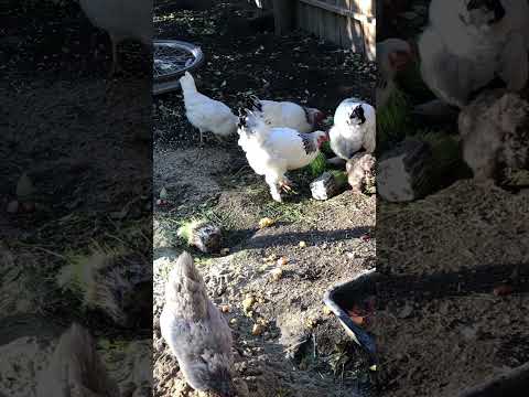 Watch Example Of The “CHICKEN PECKING ORDER” Big Alpha Hen Catches Small Gray Hen Eating too soon.