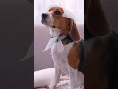 Male Beagle vs. Female Beagle: Which is Better? #beagle #beagleclub #dog #beagles #beaglepuppy
