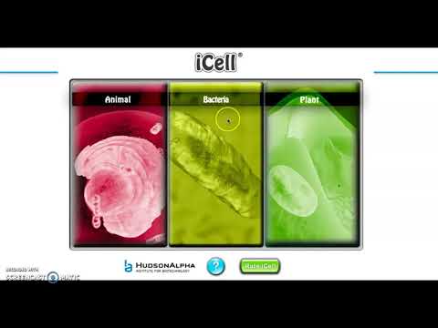 Types of cells and their organelles – Miss Downing's 9th Grade Biology ...