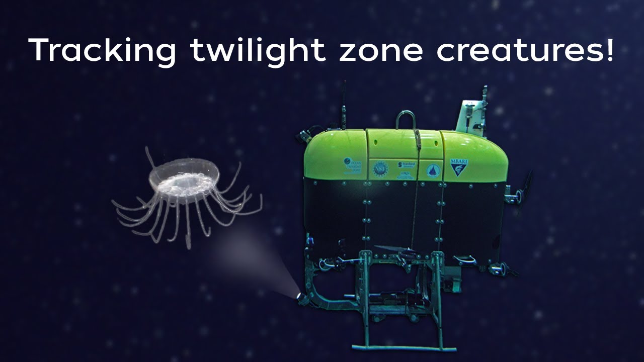 Underwater robot tracks ocean creatures