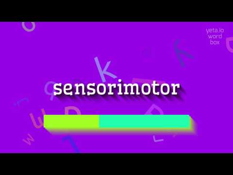 How to say "sensorimotor"! (High Quality Voices)