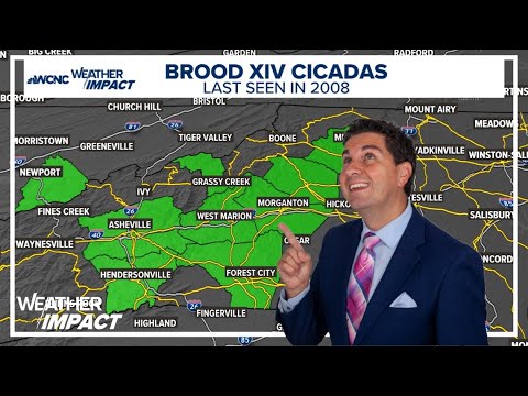 Brood XIV cicadas return this spring