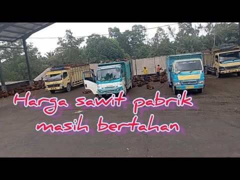 truk tbs manual bongkar di pabrik!! @suriadi kw loader