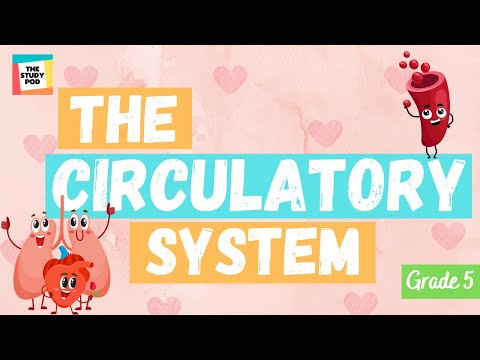 The Circulatory System Video Lecture - Year 6 Science