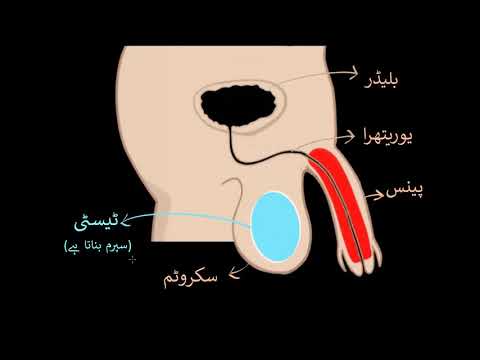 Male reproductive system humans | How do organisms reproduce | Biology | Khan Academy Urdu