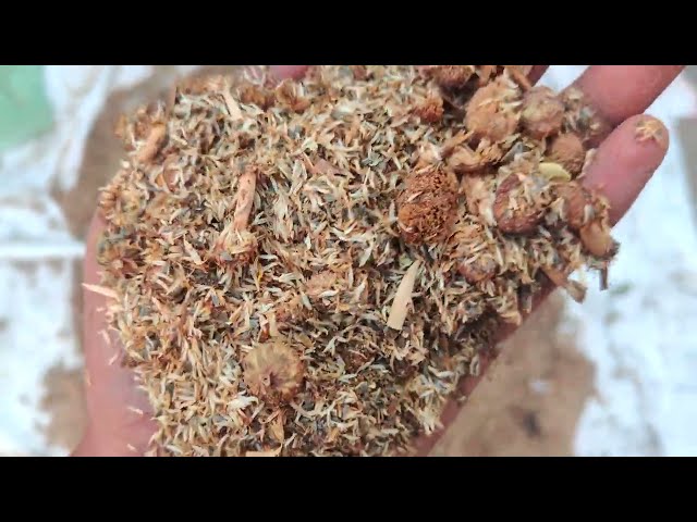 Herbal Flowers - Dried Akarkara Flower Manufacturer from Neemuch