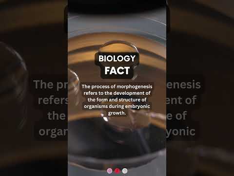 What is morphogenesis? | #biology #science #genetics