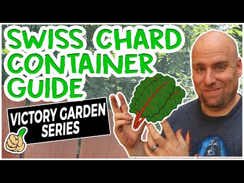 Swiss Chard in Containers | Victory Garden Series