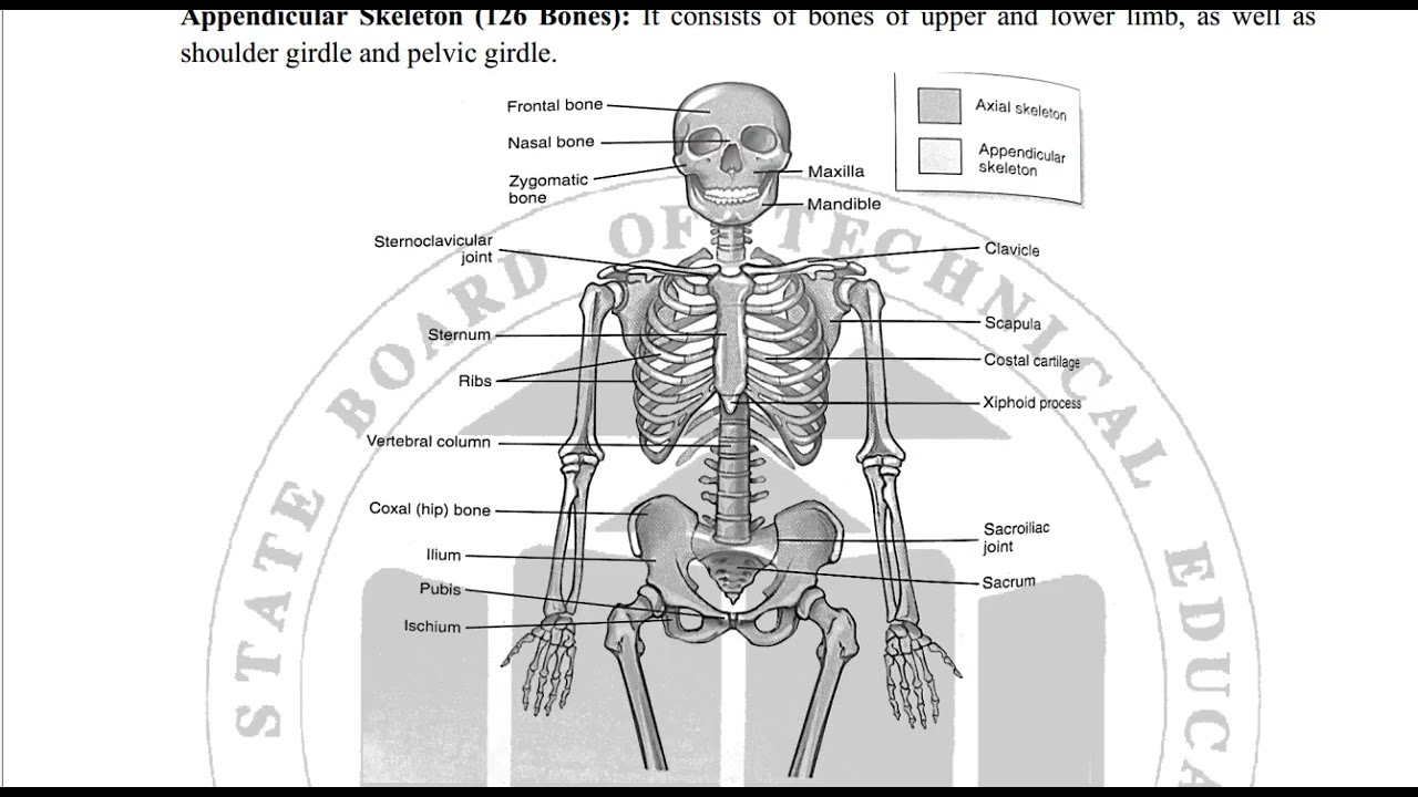 HAP Experiment 3 | Study of Human Skeleton | Bright Pharma |