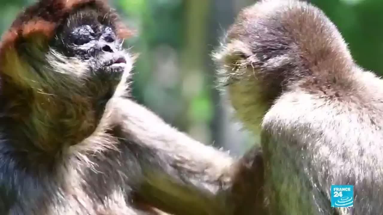 WWF: El mundo ha perdido 68% de su población de vida silvestre desde 1970