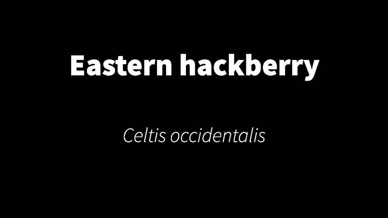Celtis occidentalis - Eastern hackberry