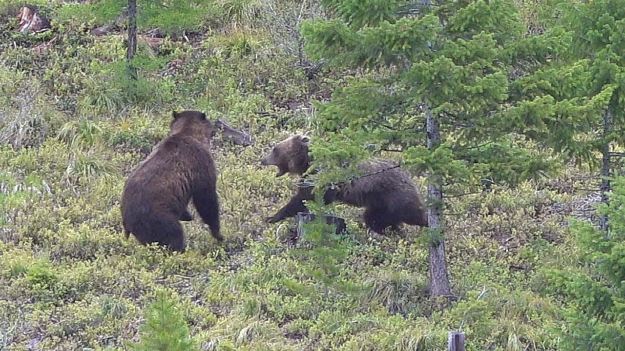 Sow Defends Cub Crazy Black Bear Footage