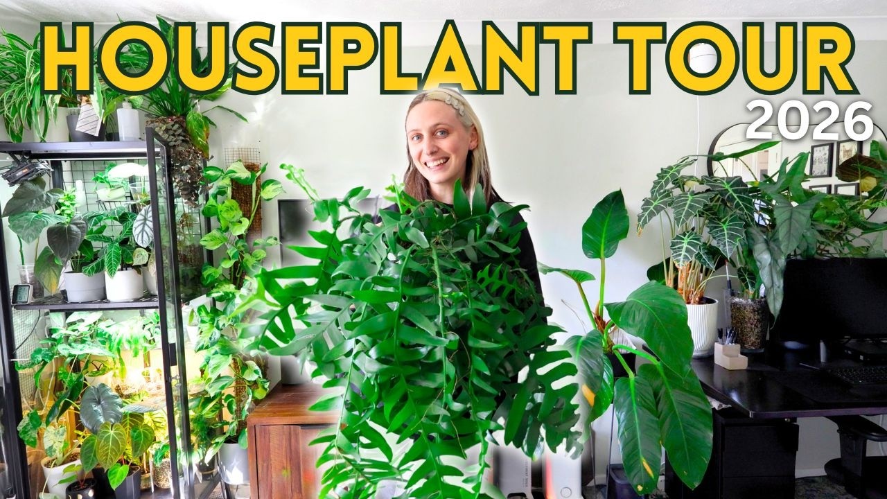 2026 FULL Houseplant Tour 🌿 My Post-Purge Plant Collection (Rare + Common)