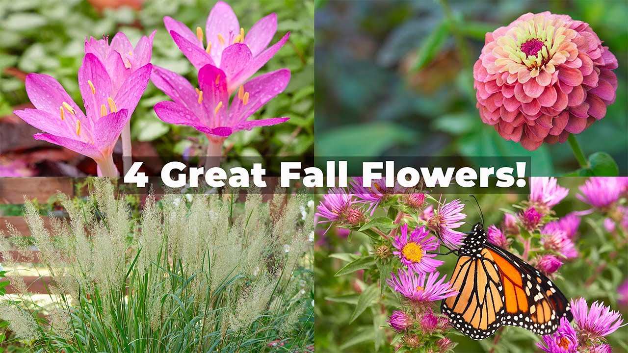 Meet 4 of Our Favorite Fall Flowers 🌸🍁 #fallgardening #gardendesign #fallflowers