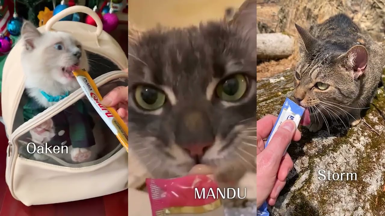 #MeowForChuru