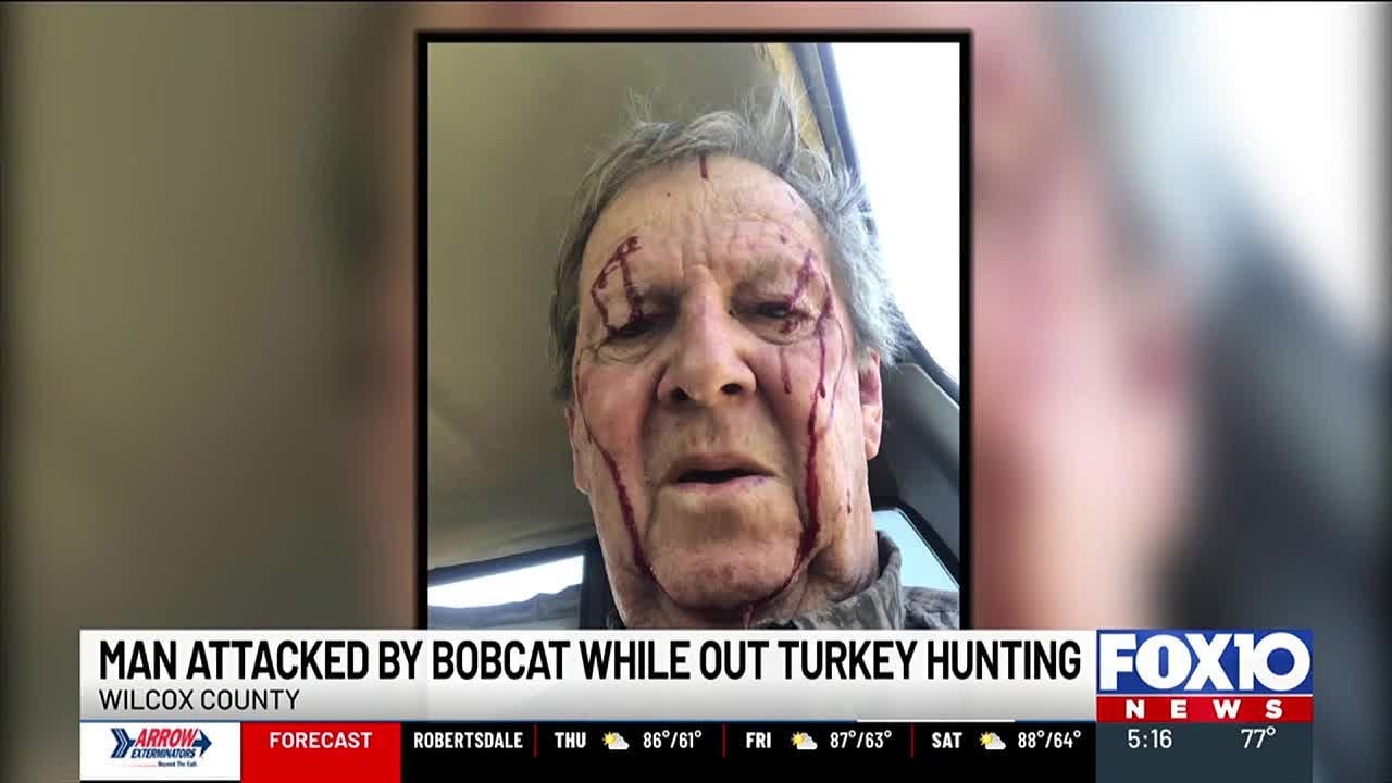 Man attacked by a bobcat while turkey hunting