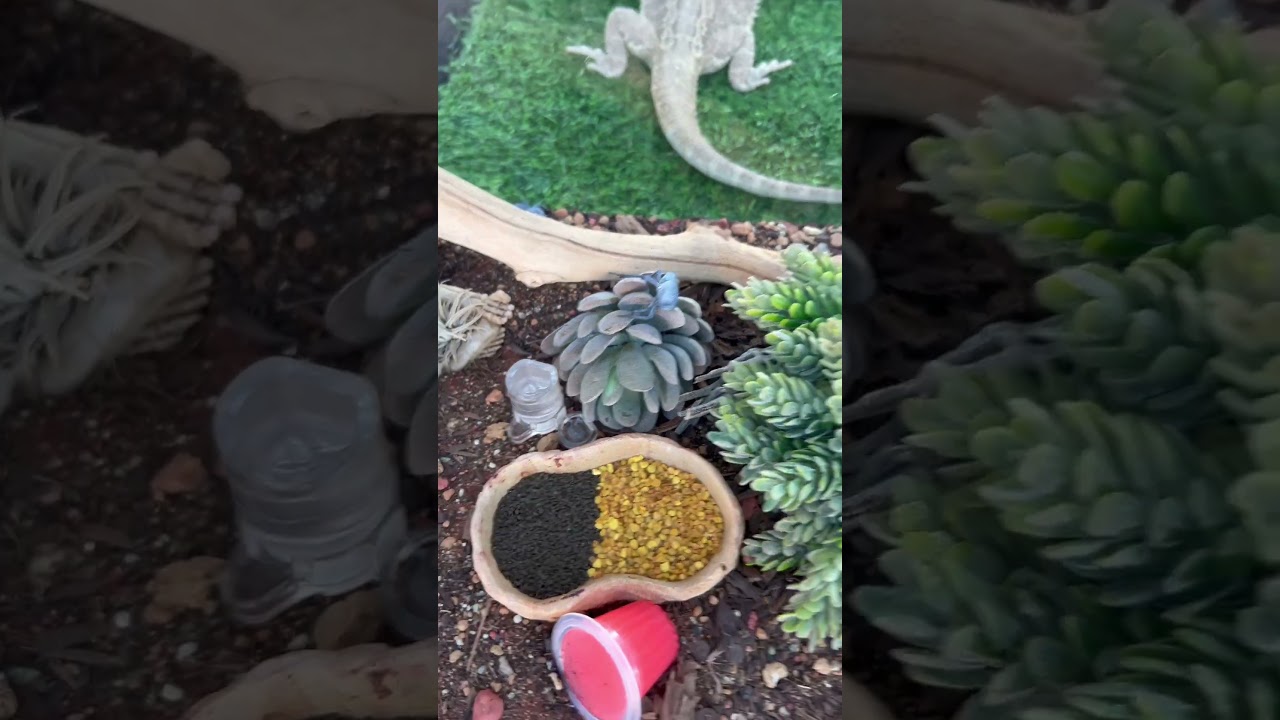 Blue death feigning beetles - one of the most underrated beetle species!