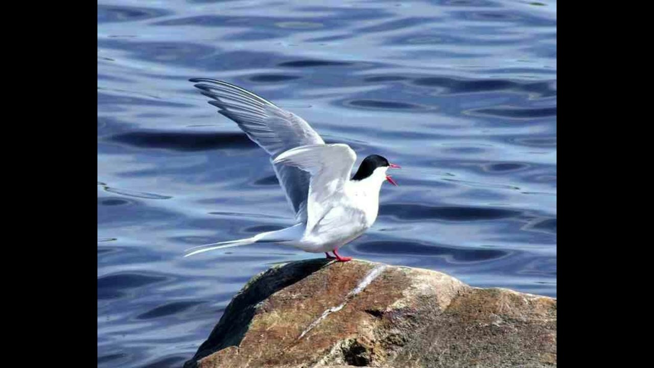 Arctic Tern Bird Call