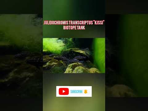 Julidochromis transcriptus #shorts #youtubeshorts