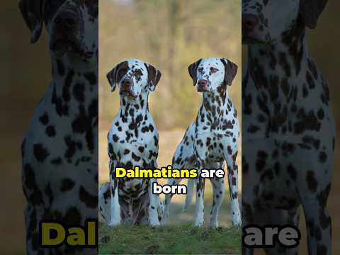 Dalmatian shocking facts: It's Not Just Dots!😱 #shorts #dog