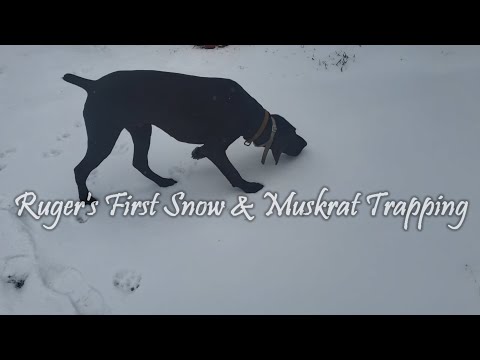 Ruger's First Snow & Muskrat Trapping | Wild Maine: Episode 11