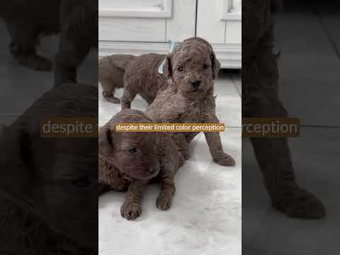Understanding Canine Color Perception: Are Dogs Truly Color Blind?