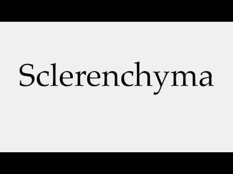 How to Pronounce Sclerenchyma