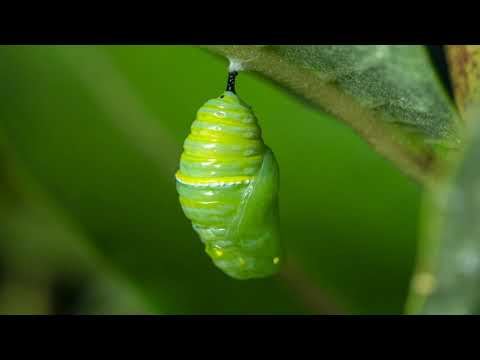 Monarch Butterfly Life Cycle