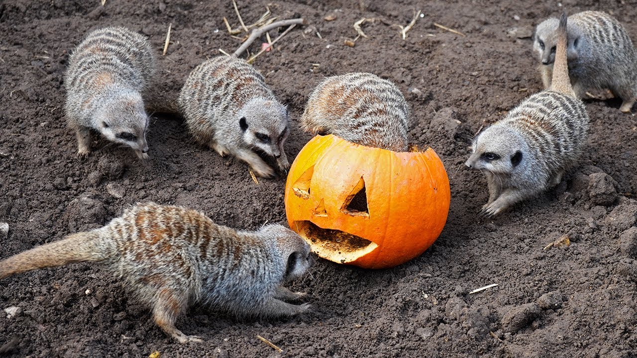 Animals at Reaseheath Mini Zoo celebrate Halloween