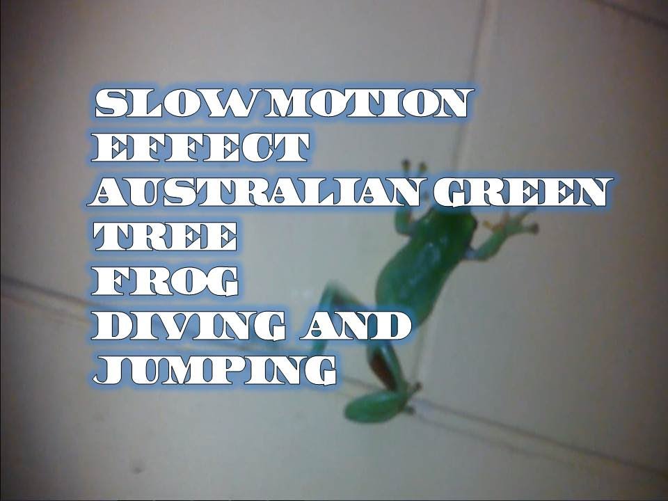 Green Tree Frog Slow Motion Effect Diving and Jumping