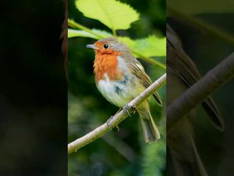 Raggedy Robin singing a Spring song - UK Bird Sounds #shorts