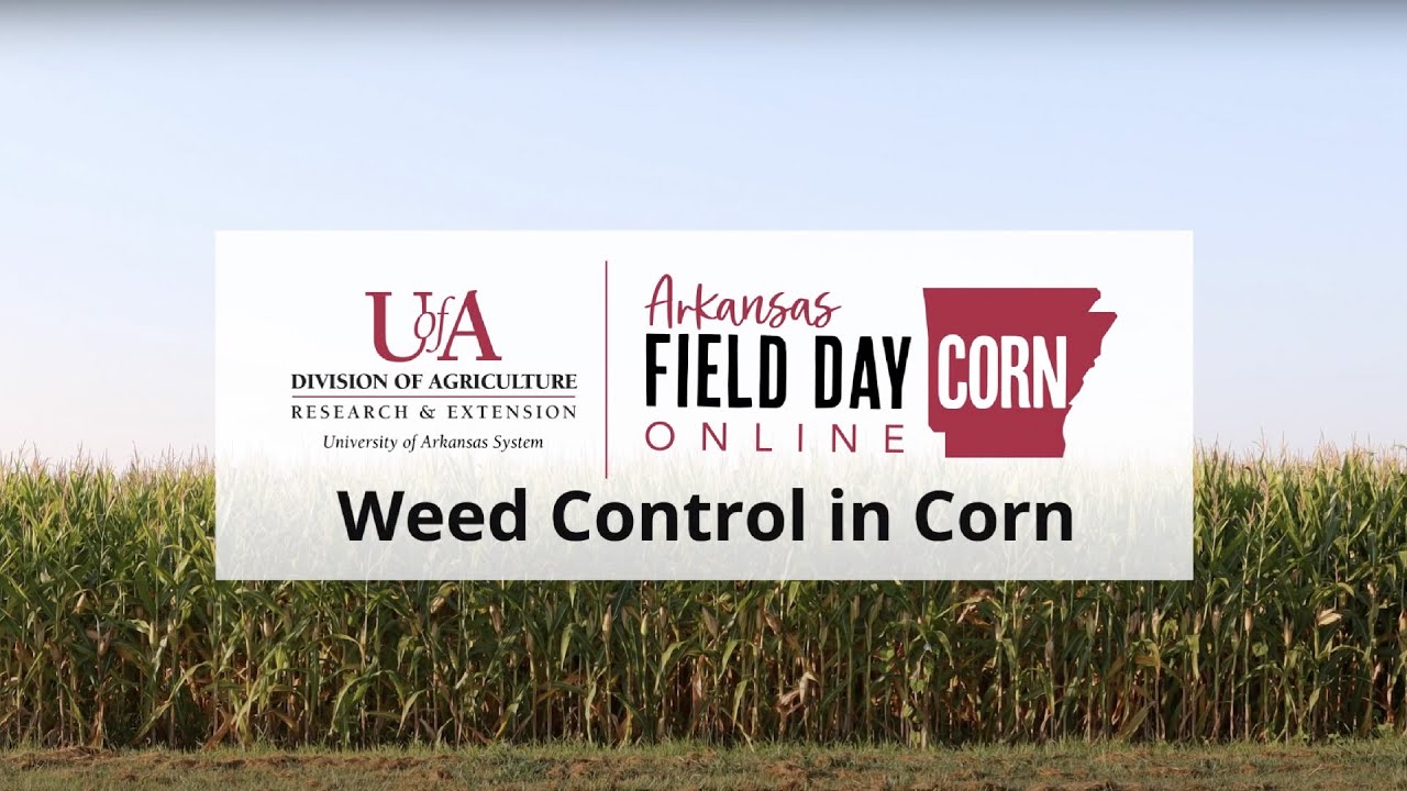 Corn Field Day Online - Weed Control in Corn