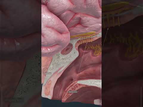 Inside the nasal cavity #3d #anatomy #3danatomy