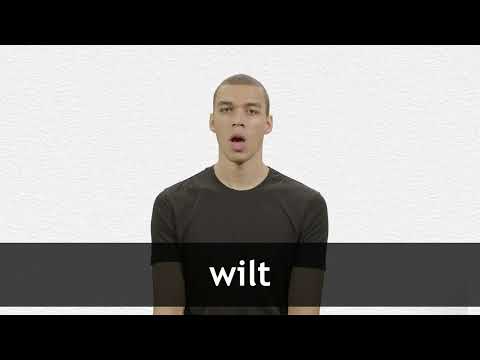 WILT 释义 | 柯林斯英语词典