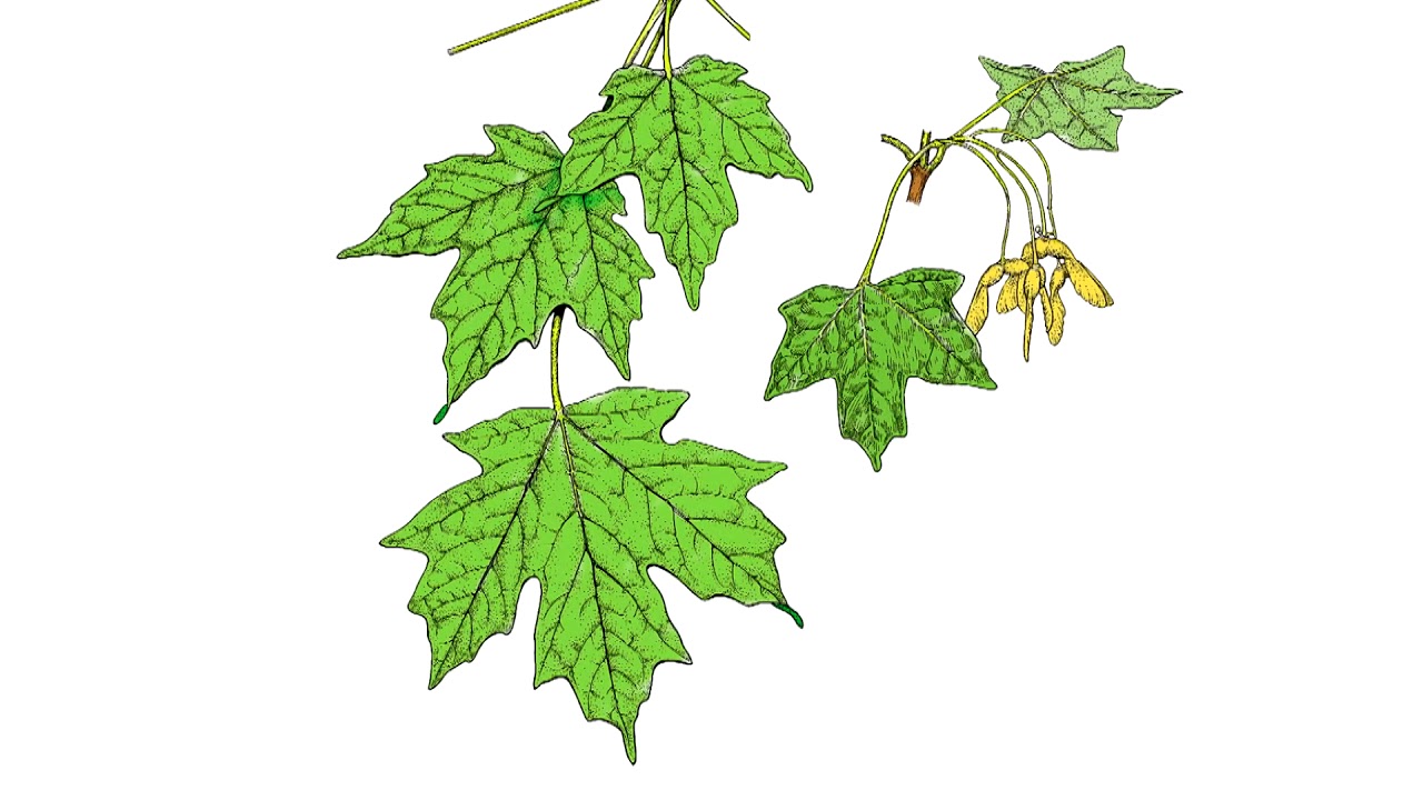 Sugar Maples (AskMDC)