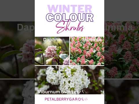Shrubs For Winter Colour - How To Choose The Best Plants For Your Garden