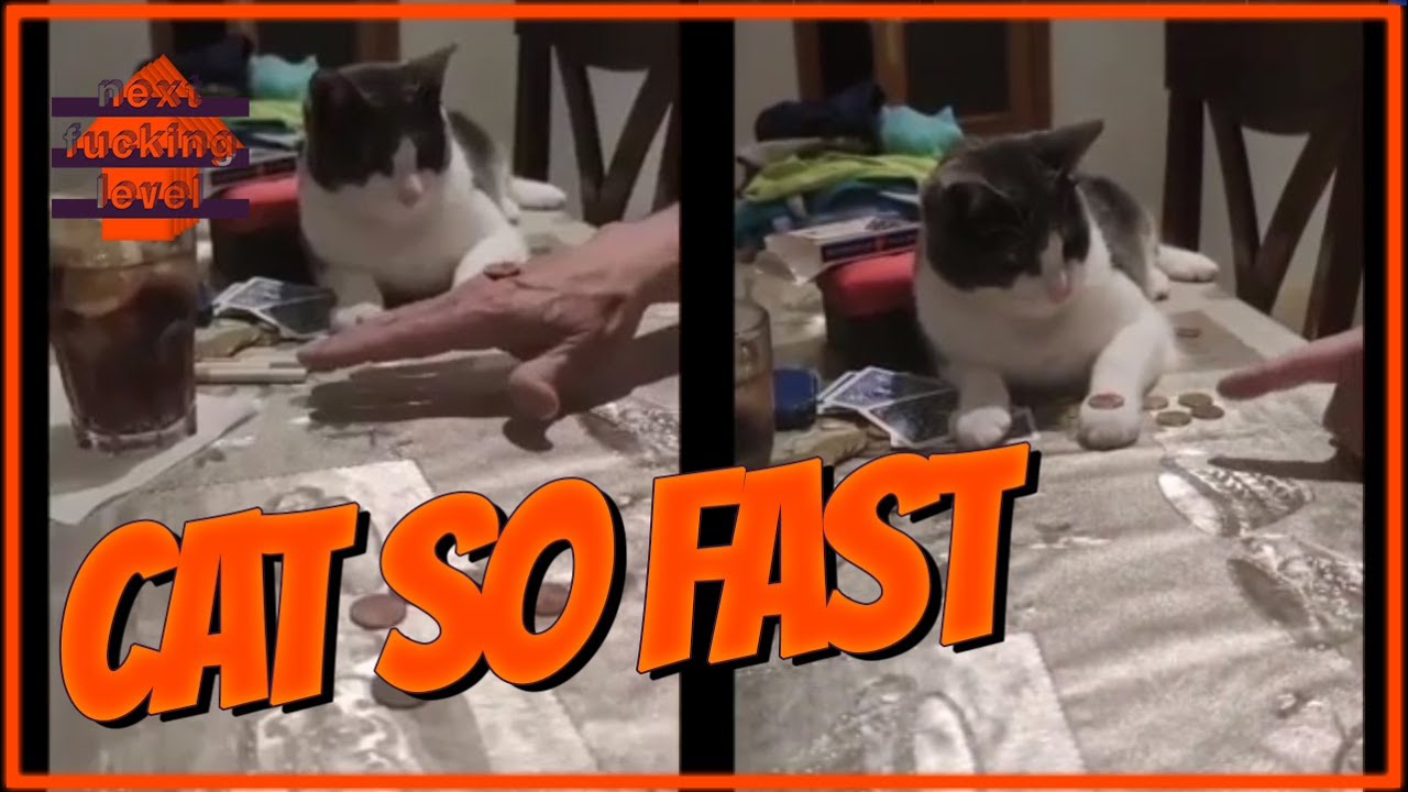 NEXTFUCKINGLEVEL COMPILATION #8 BEST VIDEOS FROM REDDIT