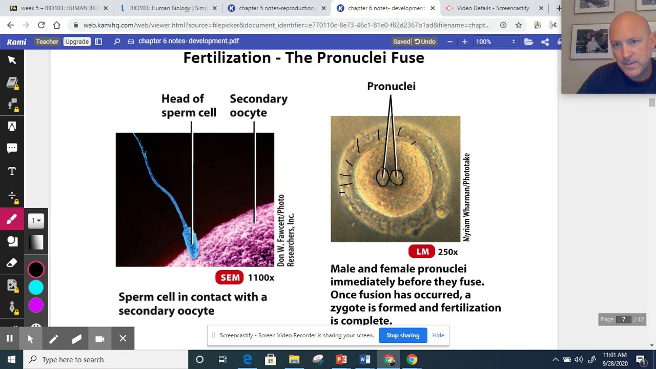 Chapter 6 notes-development