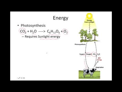 Introduction to Photosynthesis and Global Warming