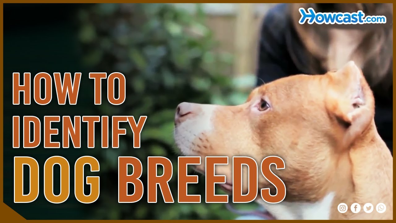 How to identify dog breeds