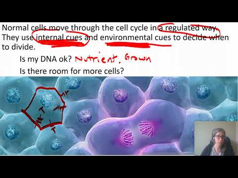 04.21 Cancer & Cell Cycle Regulation