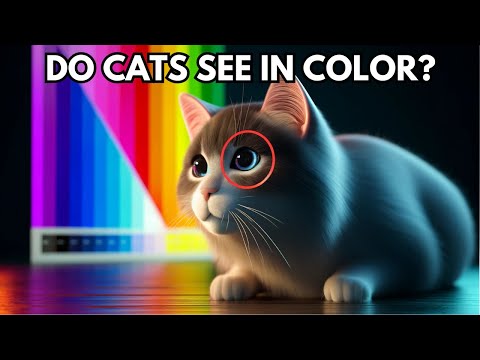 Can cats see color?