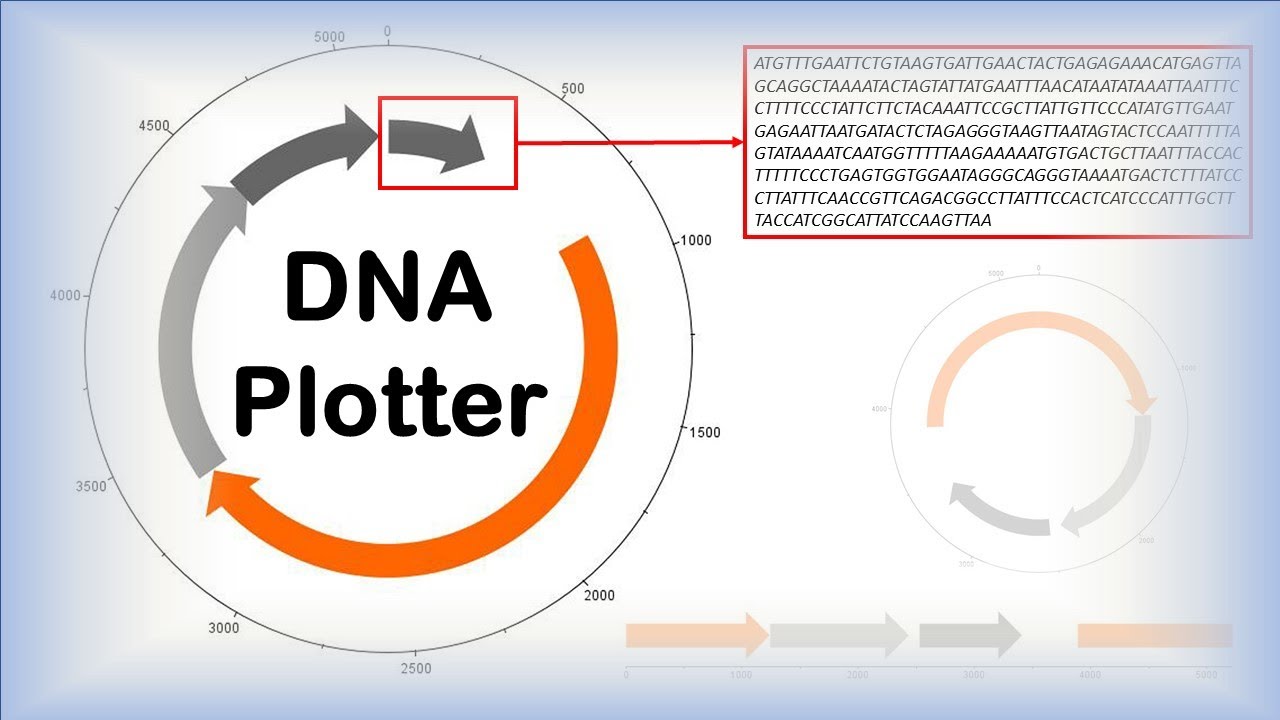 Artemis Software - using DNAPlotter  for gene annotations.